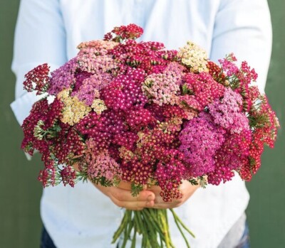 40 Yarrow Flowerburst Red Shades seeds | eBay