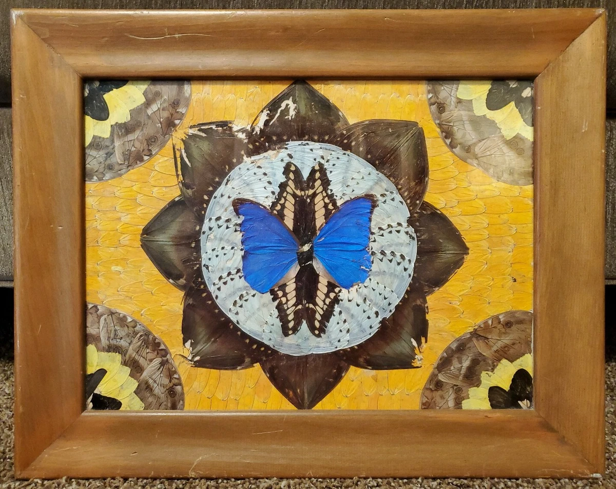 Butterfly Wings Designs