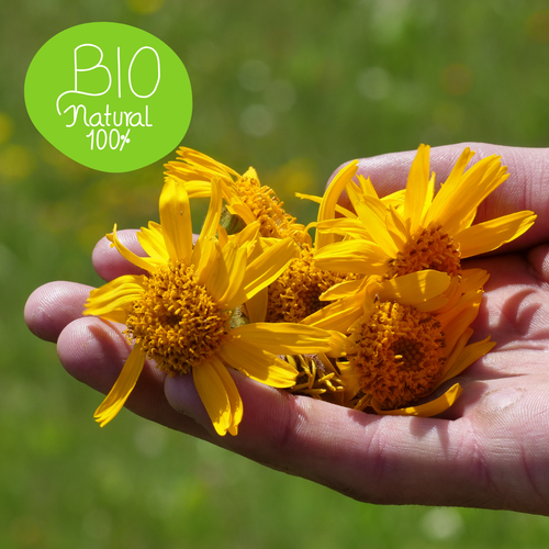 Arnica Flower Herb Natural Pain Relief Organic (Heterotheca inuloides ...