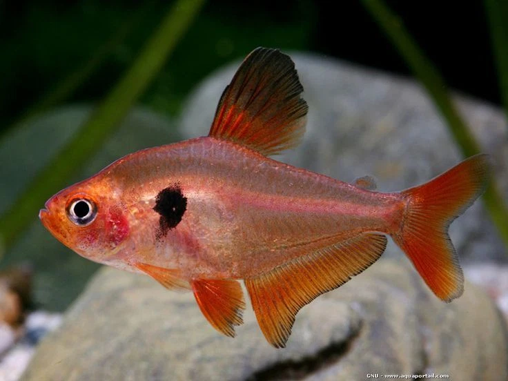 Red Phantom Tetra