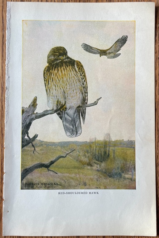 Red-Shouldered Hawk by R. Bruce Horsfall 1913 – Vintage Bird Lithograph ...