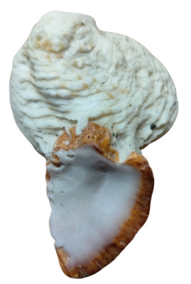Unusual sea shell fused together rare deep water marine found in ...
