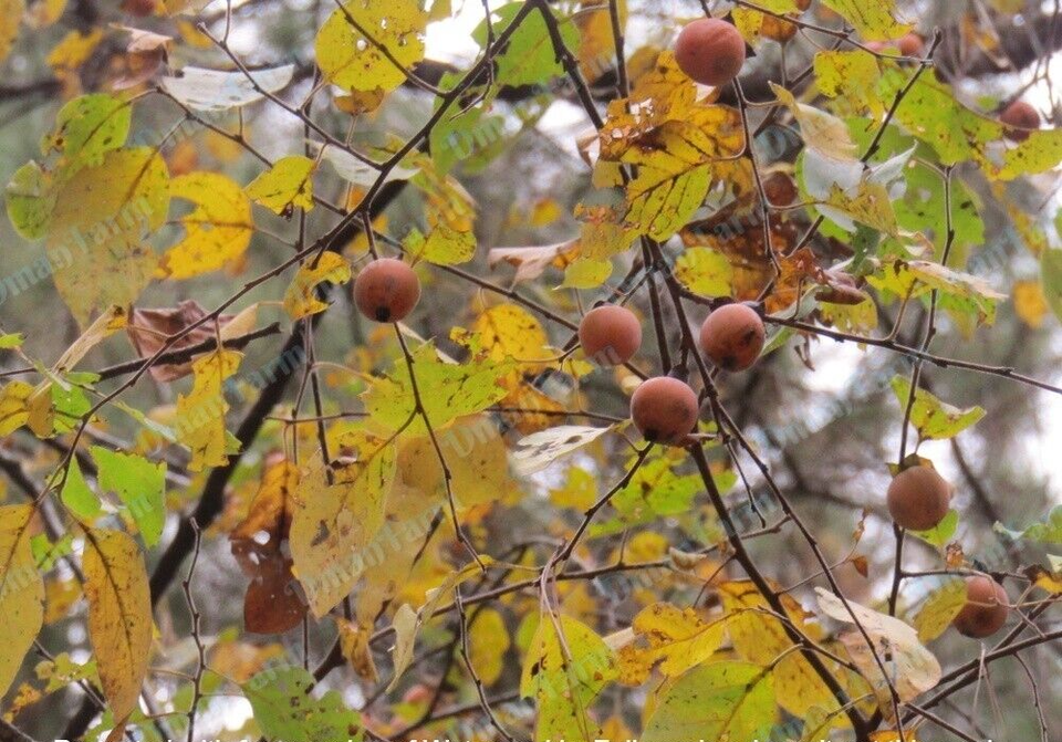 40 American Native Persimmon Tree STRATIFIED Seeds - Diospyros ...
