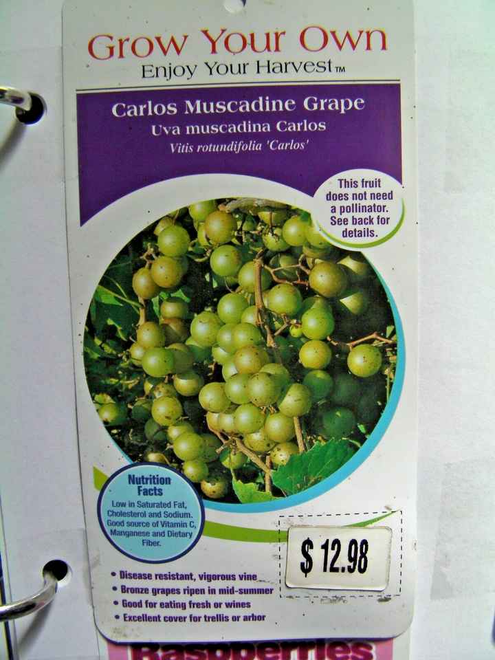 15 seeds organic Carlos Muscadine grape, large bronze, eat, great taste ...
