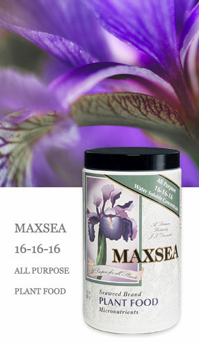Maxsea All Purpose 16-16-16 Plant Food 1.5 lbs water soluble seaweed ...