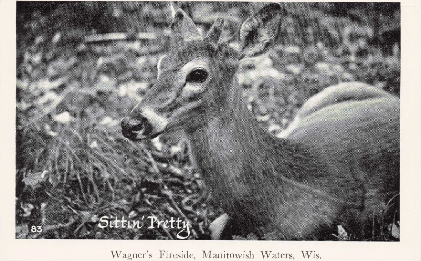 Deer Sittin' Pretty Wagner's Fireside Manitowish Waters WI post card PC ...