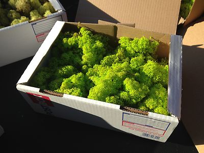 200g Bag Lichen Moss Model Scenery Tree Hedge Train Set HORNBY Battle ...