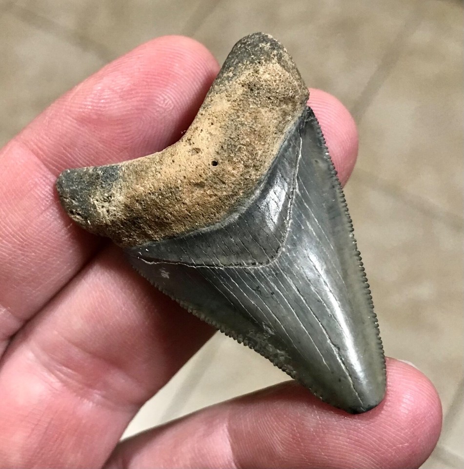 GORGEOUS WITH “BITE MARKS” - GOLDEN BEACH,FLORIDA - MEGALODON ...