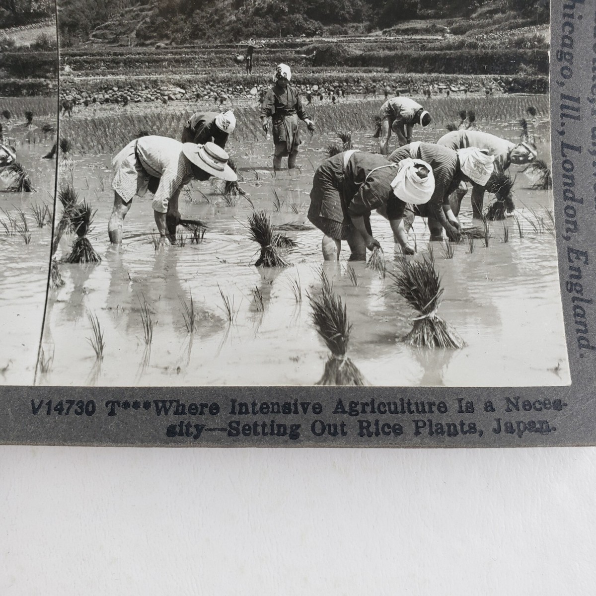 Intensive Cultivation Japan Agriculture, Forestry, And Fishing In