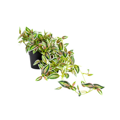 Willow & Silk Potted Artificial Verigated Weeper Home Decor Faux Plant ...