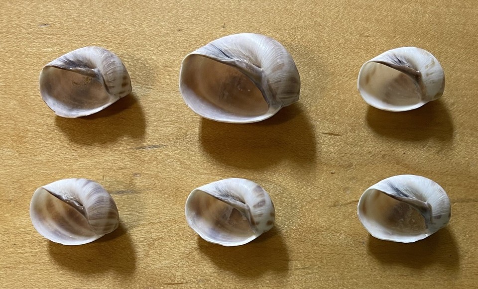 Australian Moon Shell Lot Of 6 Common ‘Polinices sordidus’ 20-35mm 1-1. ...