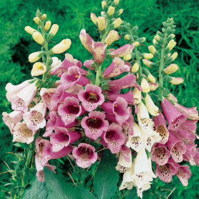 Foxglove - Digitalis Foxy - 1000 seeds Dwarf mix - attract Bees! | eBay UK