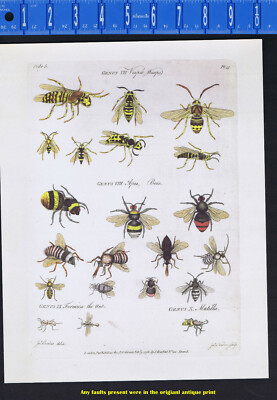 Wasps, Bees & Ants -Warning Colors - James Barbut - Color Insect Print ...