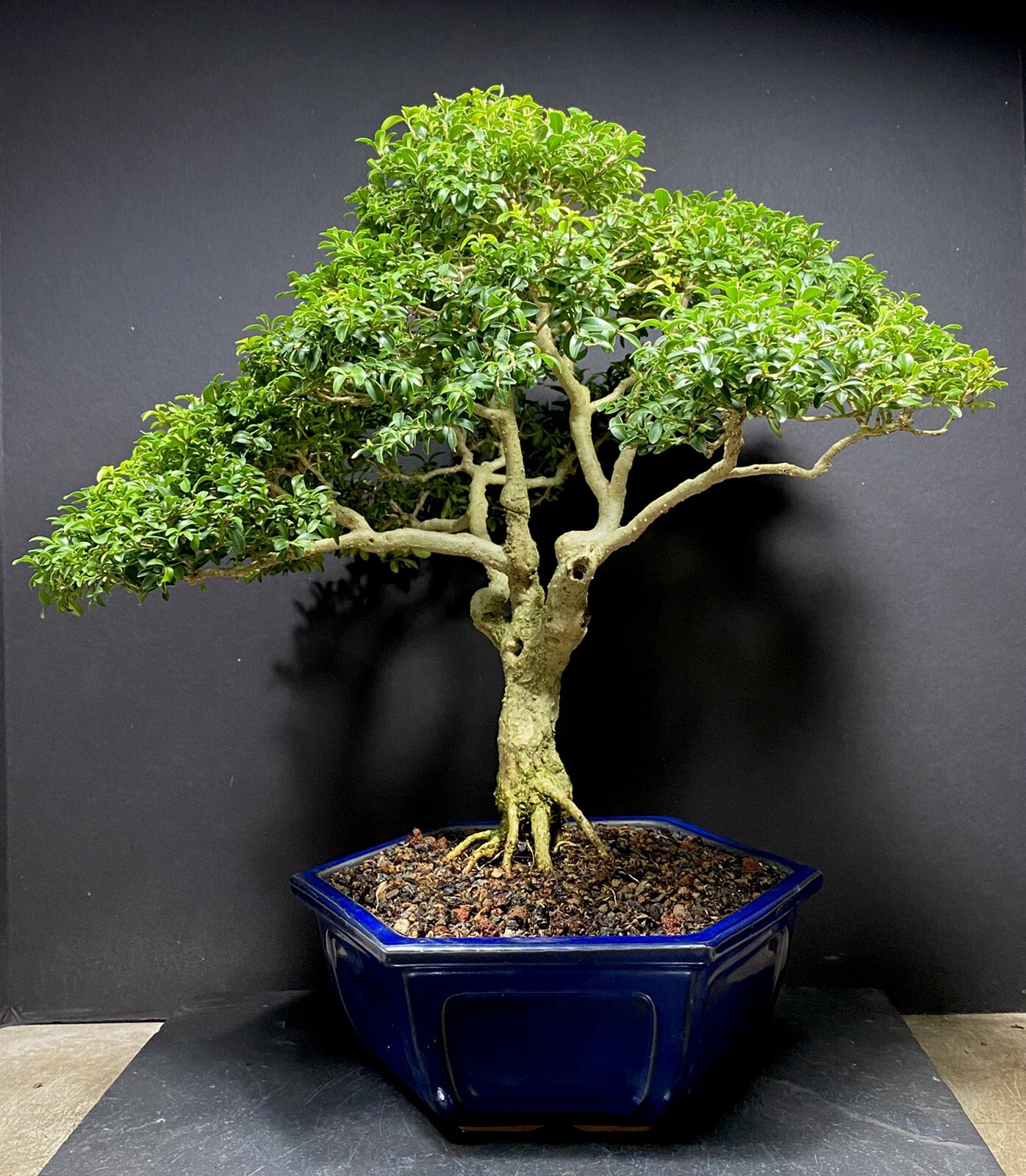 Boxwood Bonsai Tree