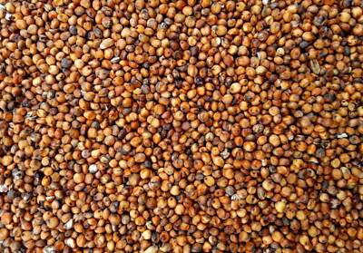 Red Milo Sorghum Seed - Late Maturing Wildlife & Cereal Grain Seeds 2 ...