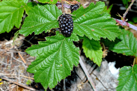 Trailing Pacific Blackberry - Rubus ursinus - 1 Bare Root Plant ...