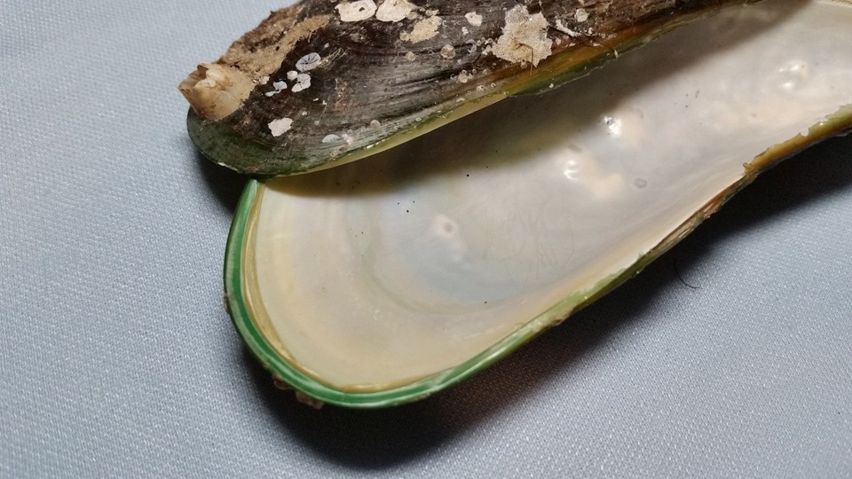 GIANT GREEN MUSSEL ( Perna viridis ) Invades Florida | eBay