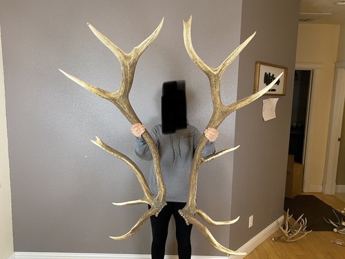 HUGE FREAK Matched Set 7x7 ELK ANTLERS SHEDS WILD IDAHO HORN MOOSE ...