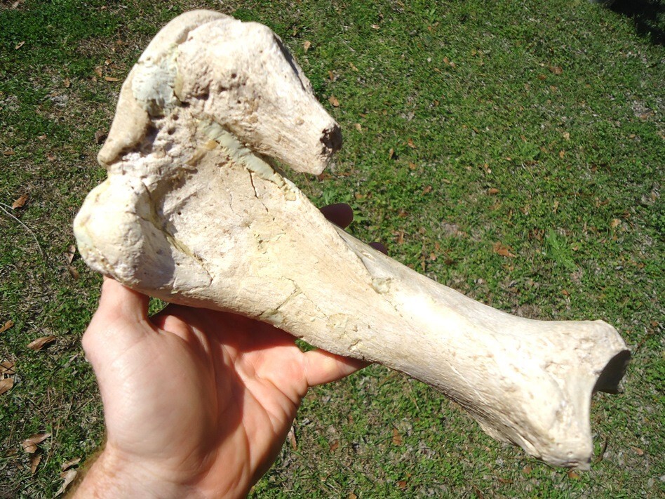 VERY RARE MEGALONYX SLOTH TIBIA LEG BONE FLORIDA FOSSILS ICE AGE ...
