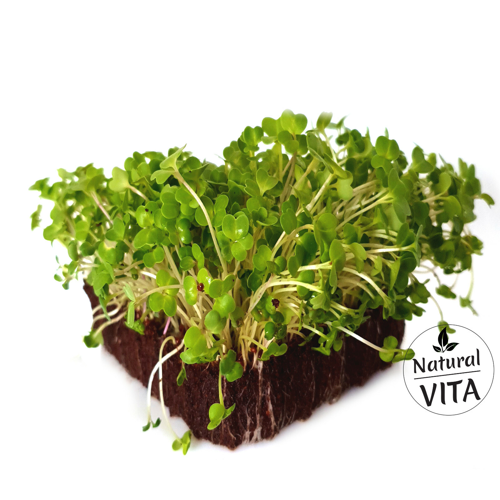 Organic White Mustard Cress / Salad Rape Microgreens Sprouting Seeds ...