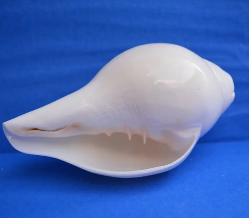 Religious 7.5cm Hindu Puja Blowing Conch Shell (Bajanewala Shankh) Home ...