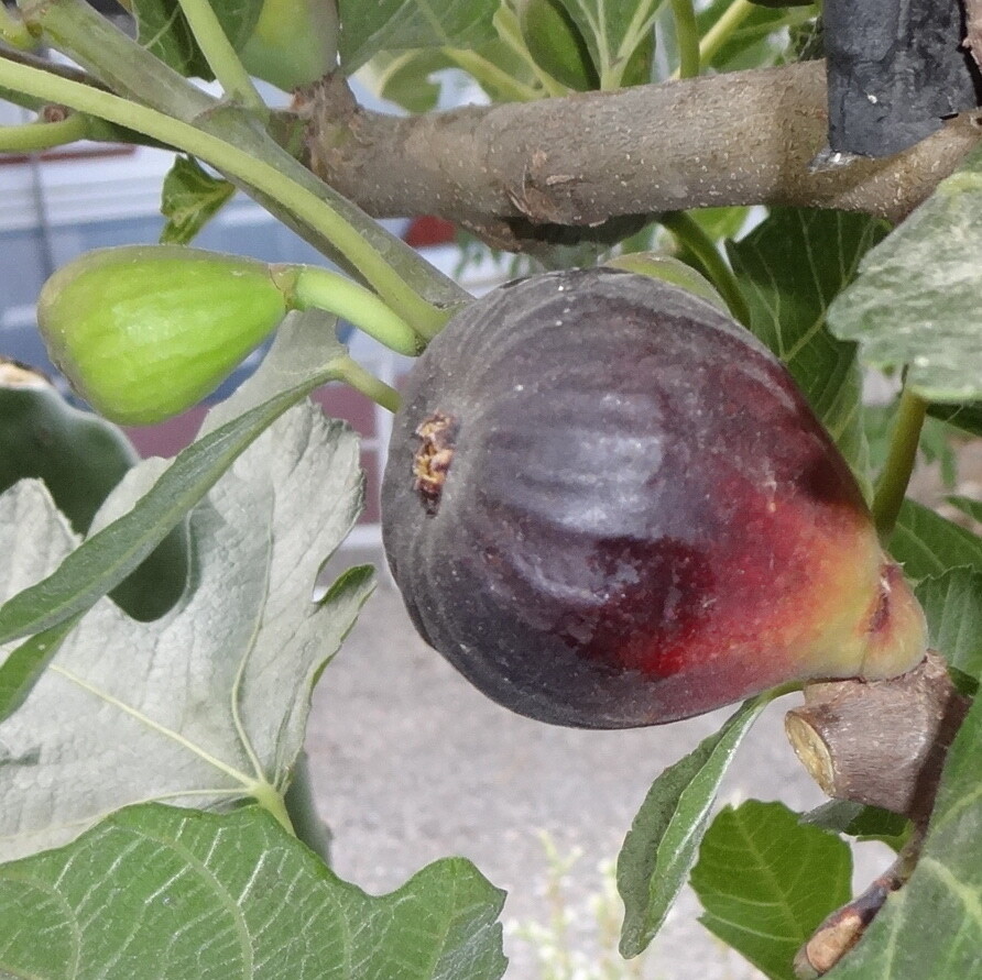 Fresh Petite Negri Fig Cuttings,2 Cuttings, Dwarf Fig Tree Cutting ...