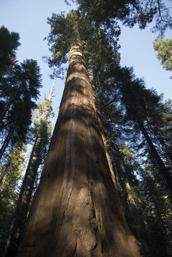 Sequoiadendron Giganteum Bonsai