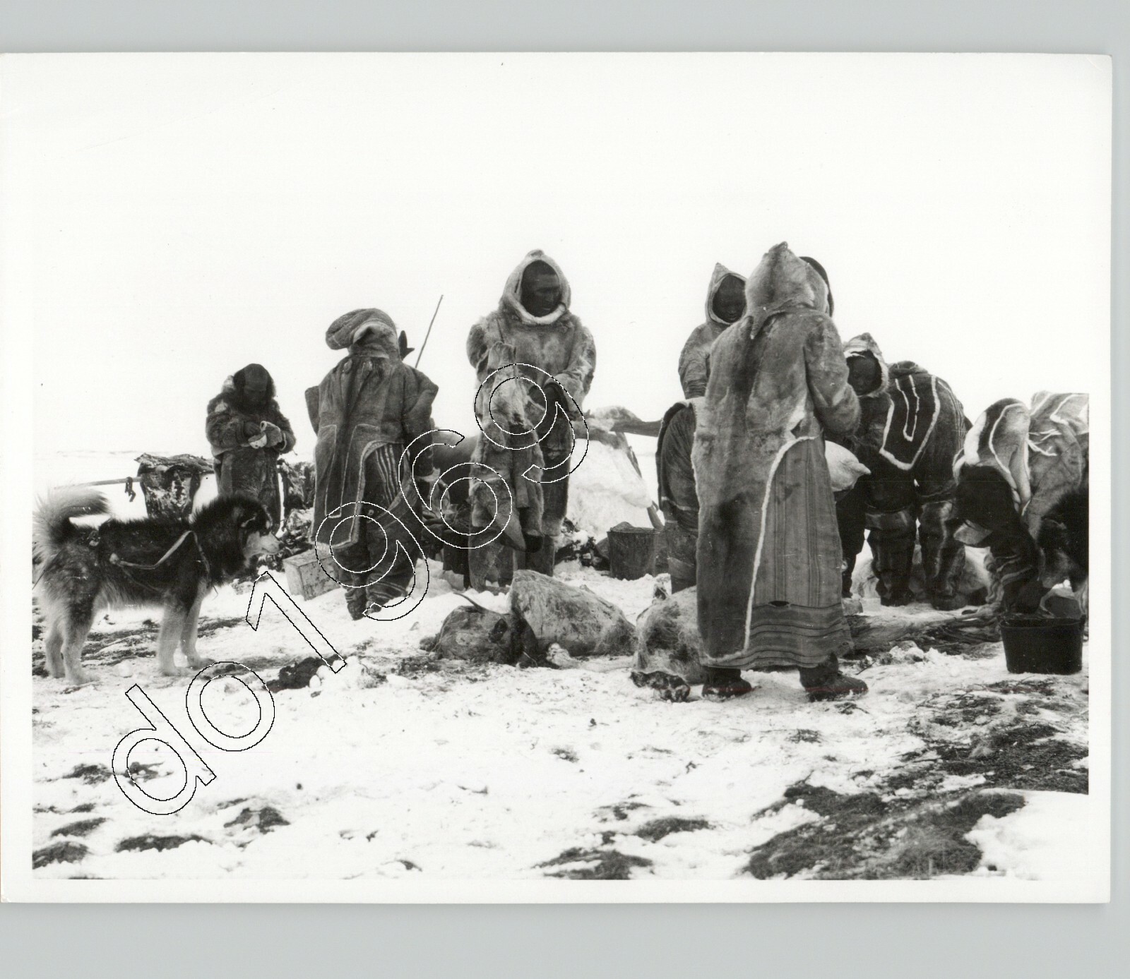 Inuit People Hunting