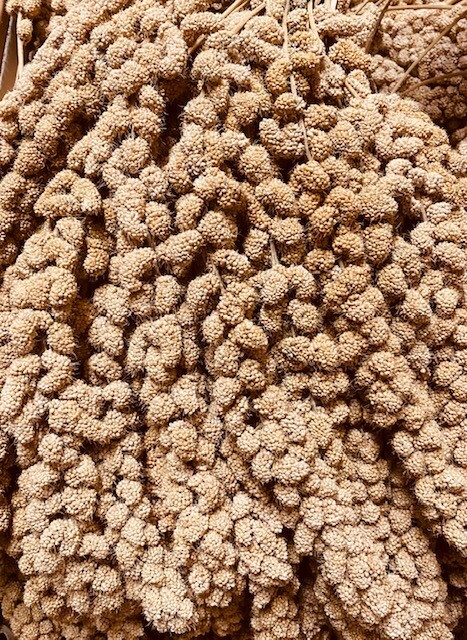 MILLET SPRAYS SEED BUDGIES FINCHES CANARIES YELLOW MILLET SEED SPRAYS ...