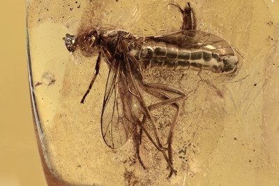 Awl-fly Extremely Rare XYLOPHAGIDAE Fly Inclusion BALTIC AMBER + HQ Pic ...