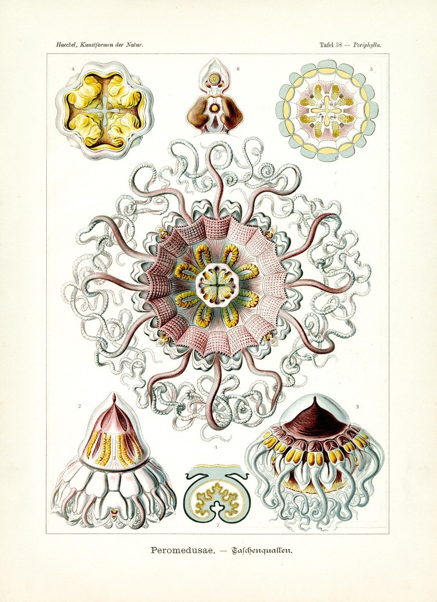 Jellyfish Scientific Illustration
