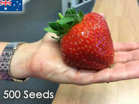 Strawberry Seeds Giant Large Red Strawberries Seed 55 grams Heirloom ...