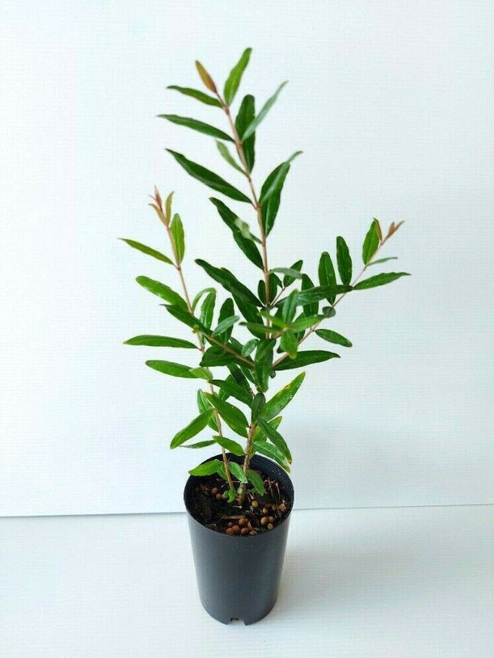 2 X POMEGRANATE PLANTS-MEDITERRANEAN APPLE-FREE POSTAGE-FRUIT TREE ...