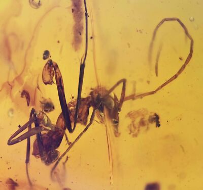 Extinct Sphecomyrma Ant, Fossil inclusion in Burmese Amber | eBay