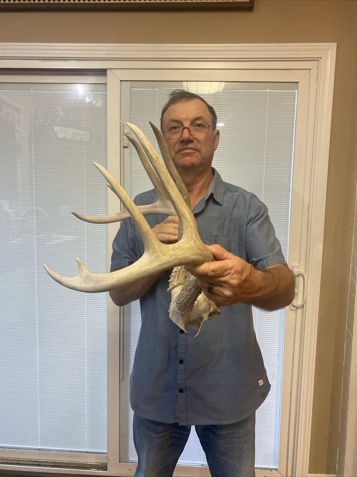 Nice 146” Wild Whitetail Deer Antler Rack Horn Man Cave Sheds Taxidermy ...