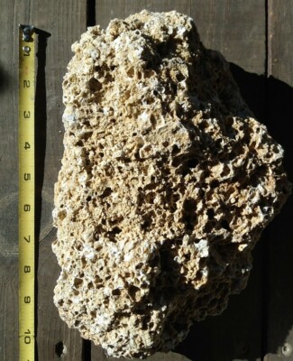 Oncoliths Stromatolite | eBay