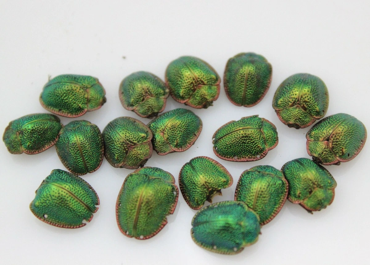 Real Scarab Beetle Necklace