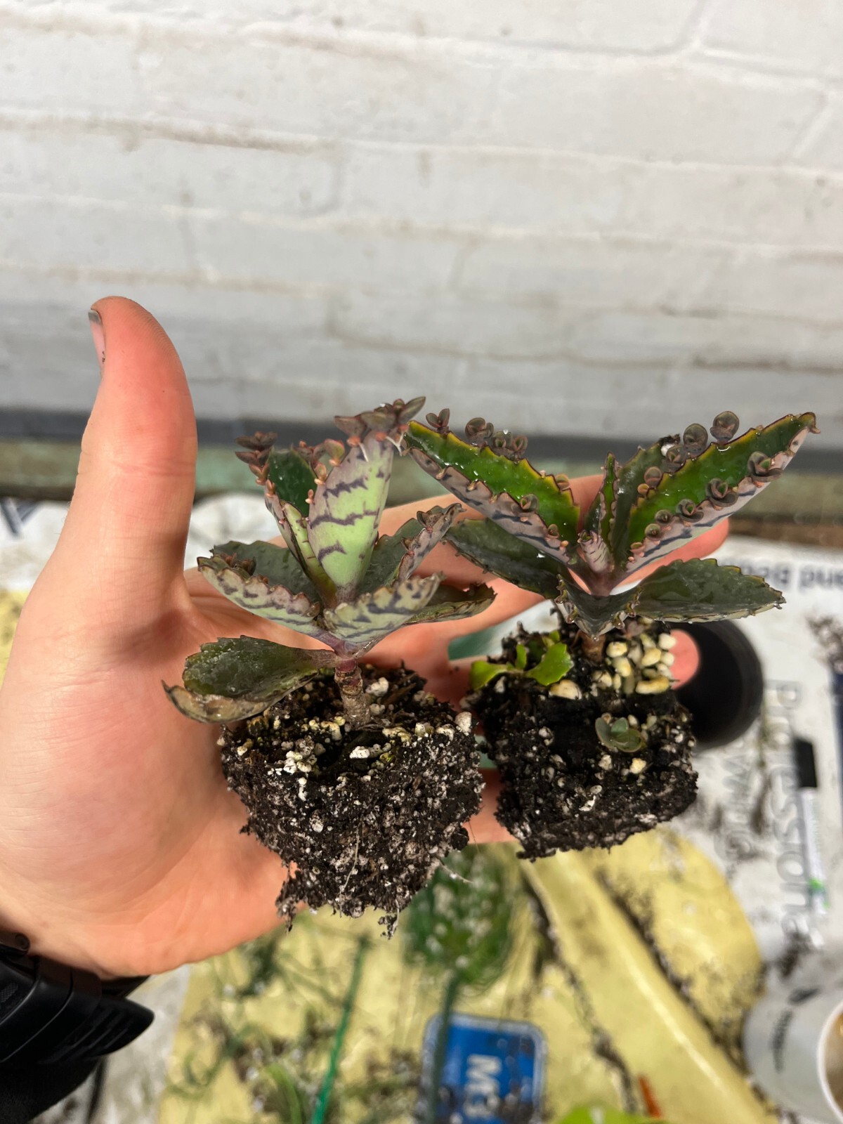 10 Mother of Thousands Rooted Plugs, 10X Succulent Mexican Hat Devils ...