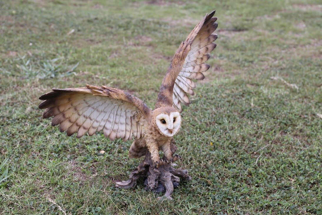 Barn Owl Wings