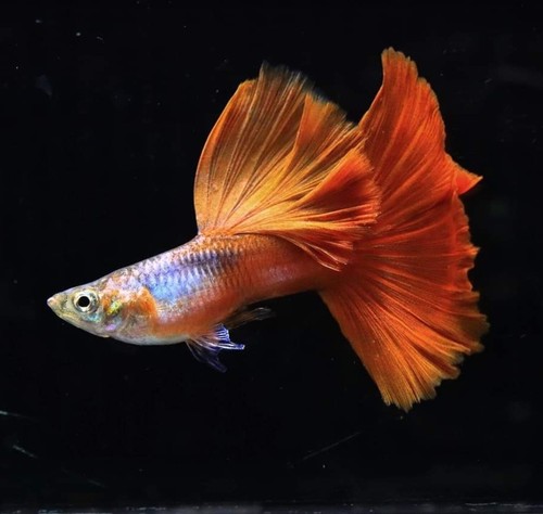 Guppy Fish - Silverado High Dorsal Red Tail Long Fin - BUY 4 GET 1 FREE ...