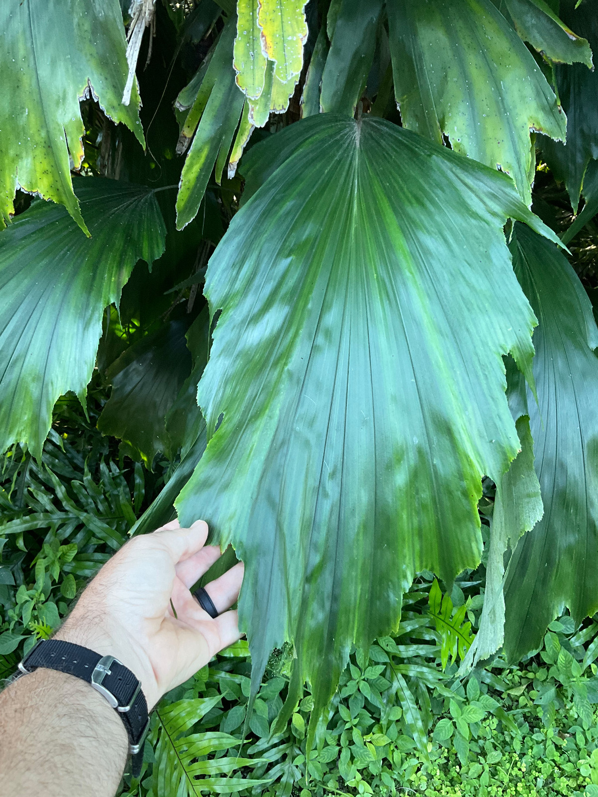 Arenga Hookeriana 18 FRESH Seeds from USA Hooker Fishtail Palm | eBay