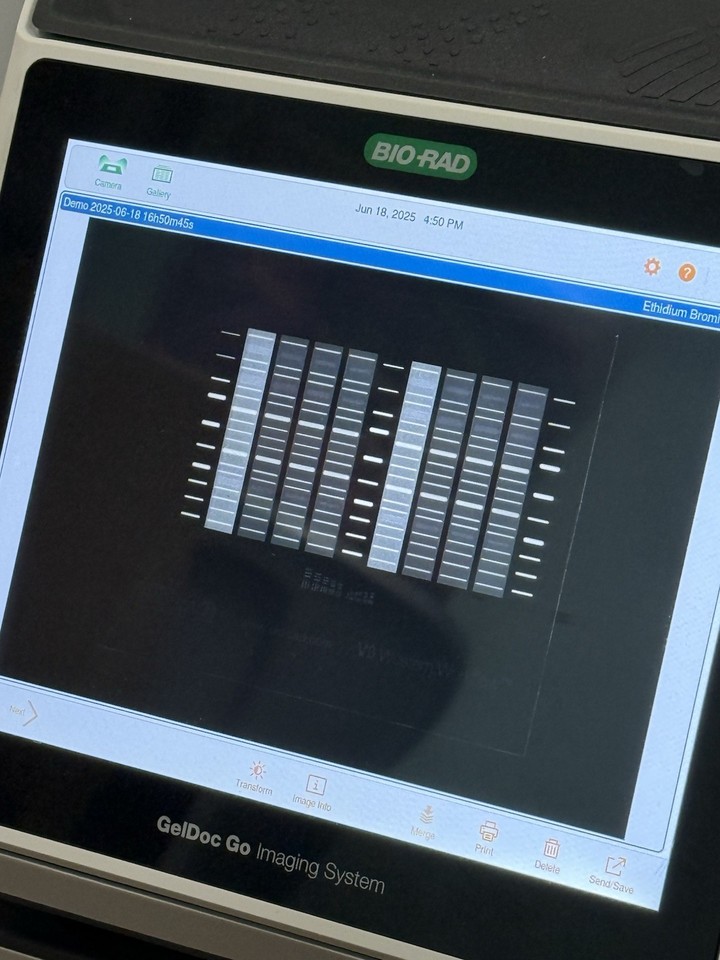Bio-Rad GelDoc Go Gel Imaging System + UV/Stain-Free Tray + Trans-blot ...