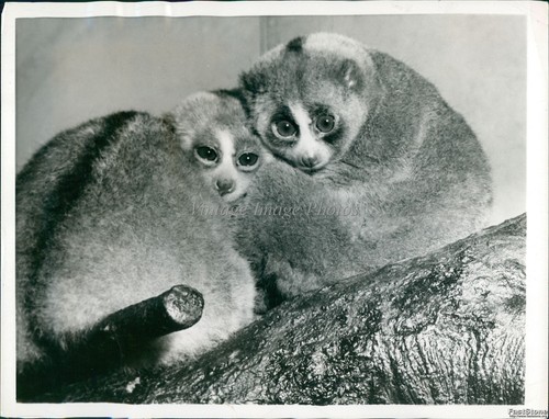 1955 Photo Furry Pair Of Slow Lorises Lazying About In The Bronx Zoo ...