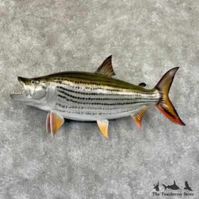 #29206 P | African Tigerfish Taxidermy Mount For Sale - African River ...