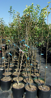 COMICE PEAR 4-6 FT Tree New Plant Healthy Sweet Juicy Fruit Trees Pears ...