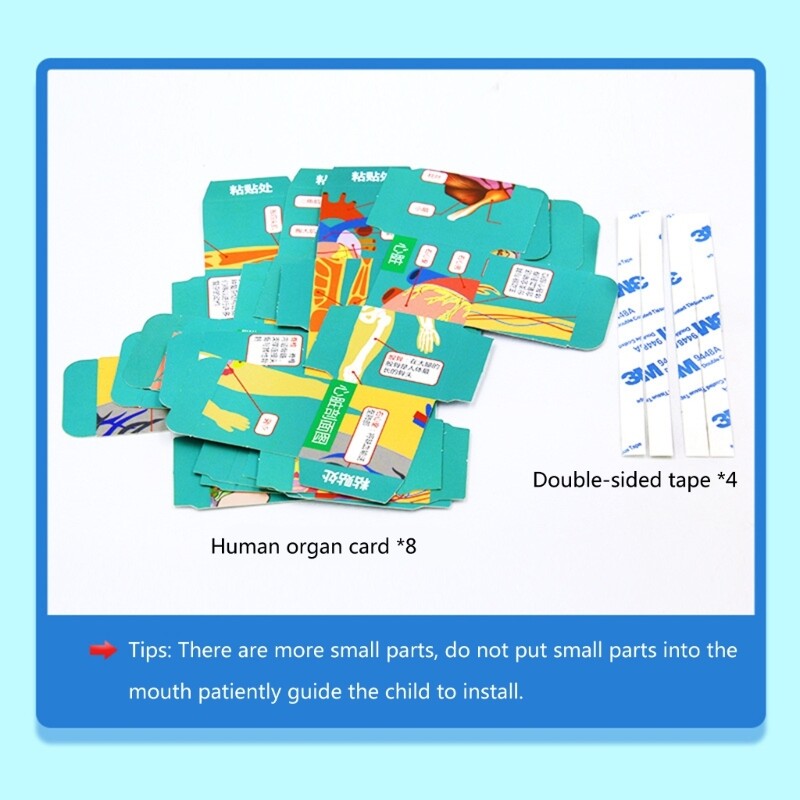 Human Anatomical Card Anatomy Study Cube Student Learning Tool Anatomy ...