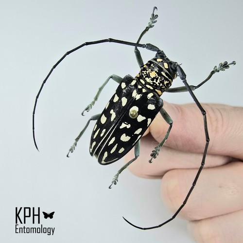 Stellognatha Maculata Longhorn Beetle A1- Set Beetle. | eBay