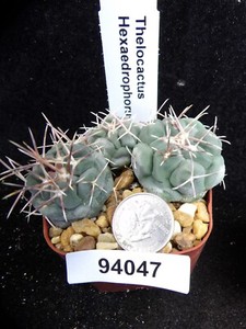 Tee Dee Cacti and Gold Prospecting | eBay Stores