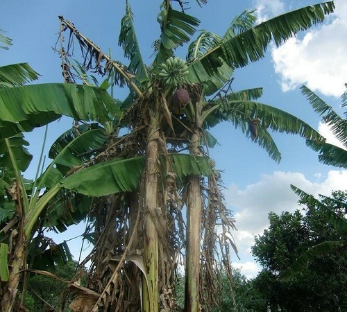 Musa Itinerans 10 Seeds, Burmese Blue Yunnan Banana India Tree Cold ...