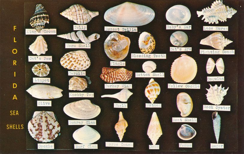 Florida Shells Florida Shell Tour At Low Tide. 3 Islands One Awesome